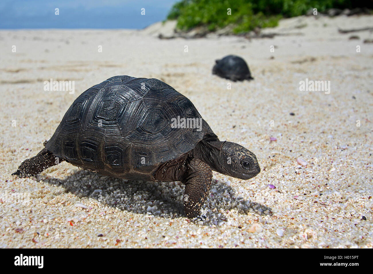 Seychelles tortoise beach hi-res stock photography and images - Alamy