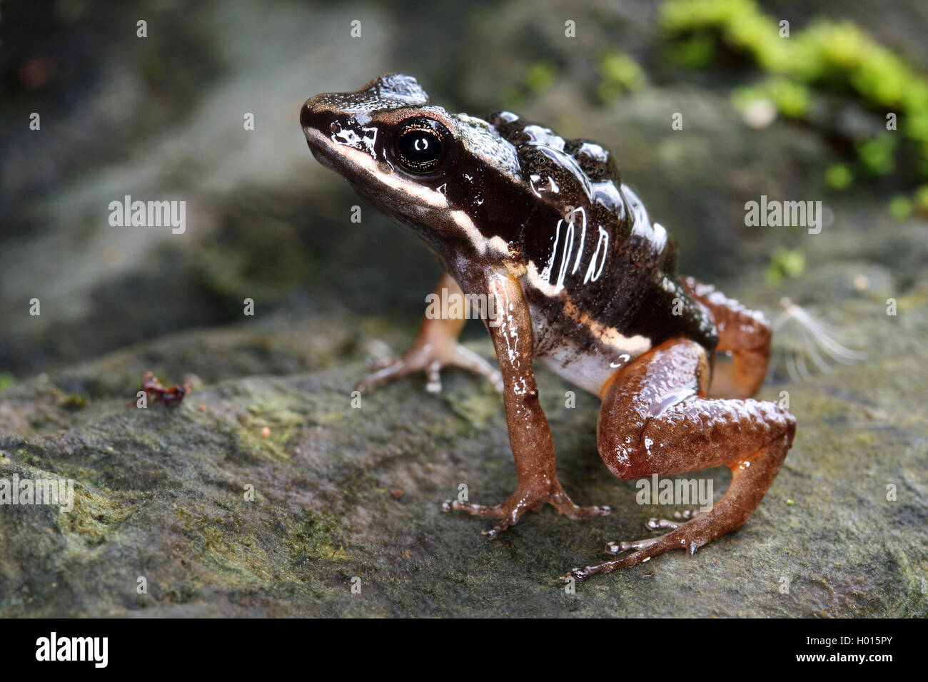 Striped rocket frog hi-res stock photography and images - Alamy