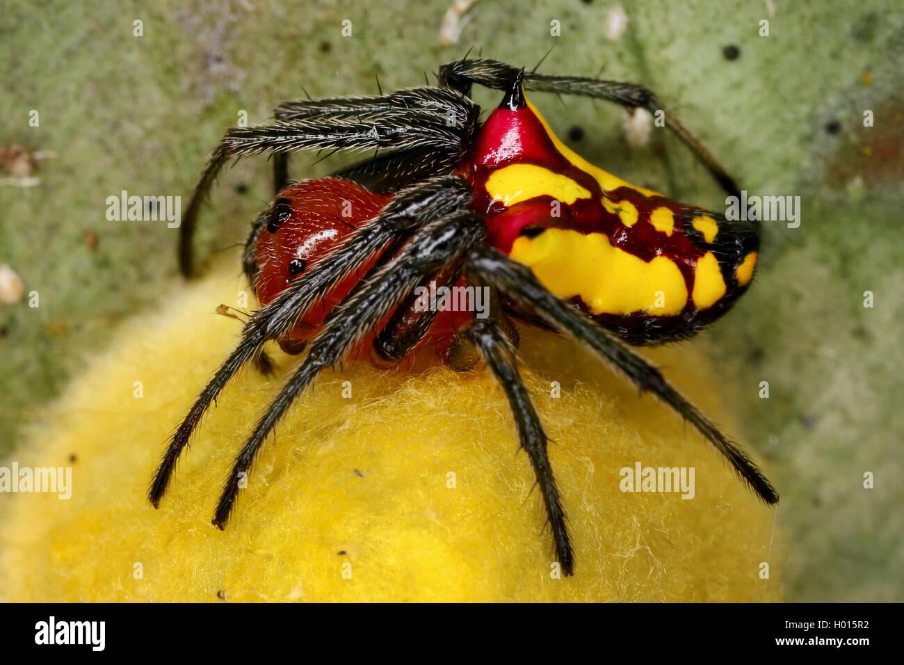 Spiny flag spider (Alpaida bicornuta), full-length portrait, side view ...