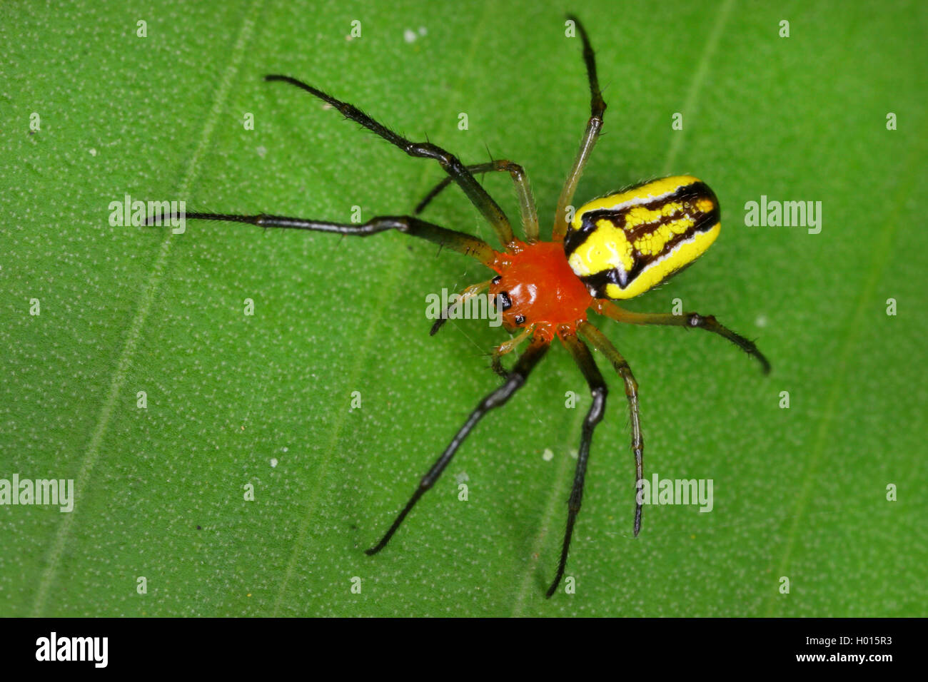 Spiny flag spider (Alpaida bicornuta), full-length portrait, view from ...