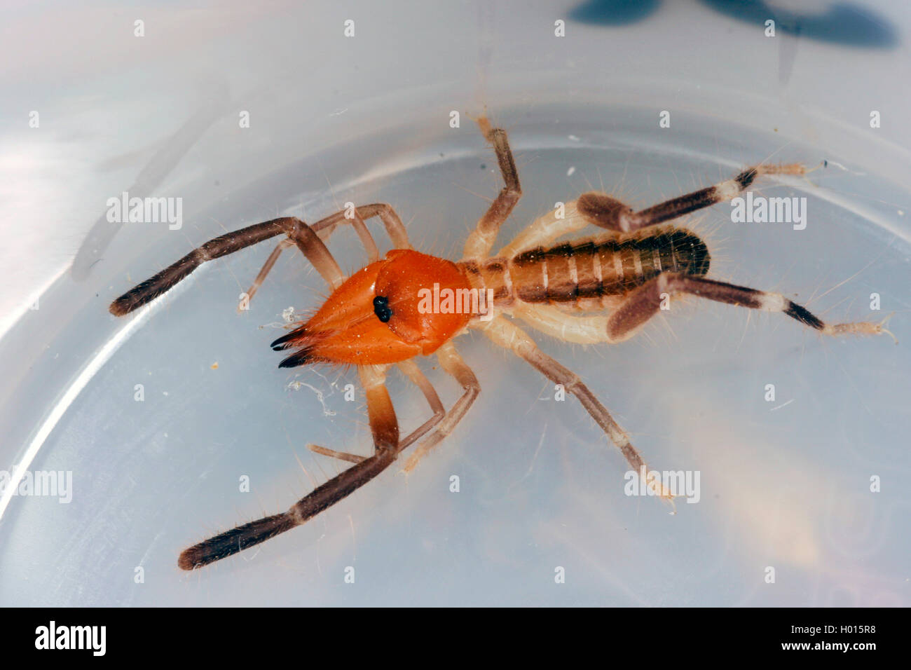 tube-web spider (cf. Ammotrecha stolli), full-length portrait on a ...