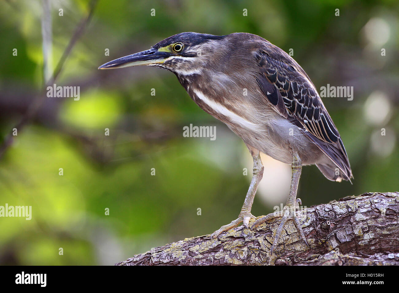 Striated heron, Mangrove heron, Little heron, Green-backed heron ...