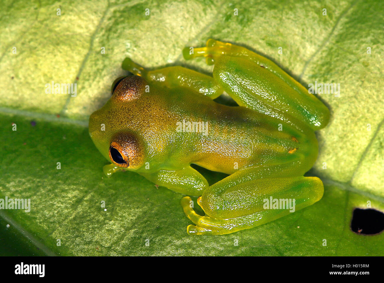 Centrolenidae hi-res stock photography and images - Alamy