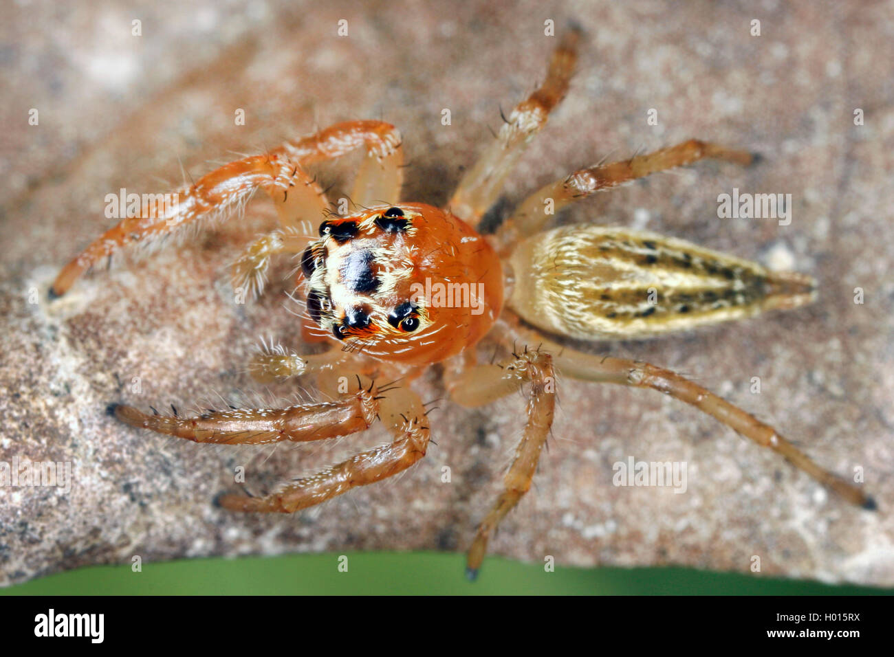Jumping spider (Colonus spec.), tropical jumping spider, view from ...