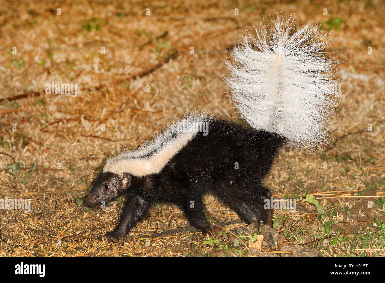 striped hog-nosed skunk (Conepatus semistriatus), walking, Costa Rica ...