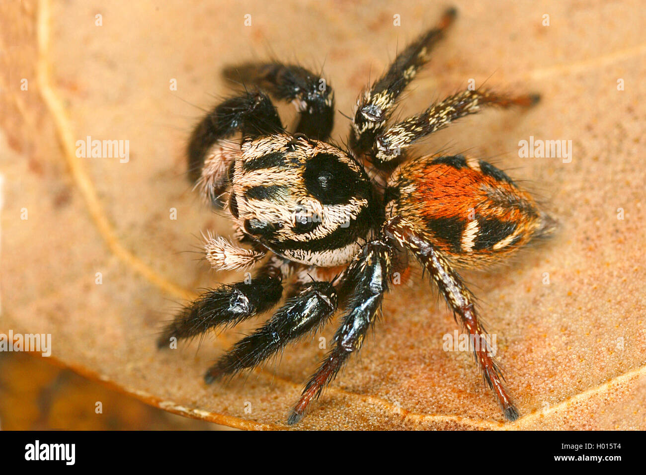 Jumping spider (Colonus spec.), tropical jumping spider, view from ...
