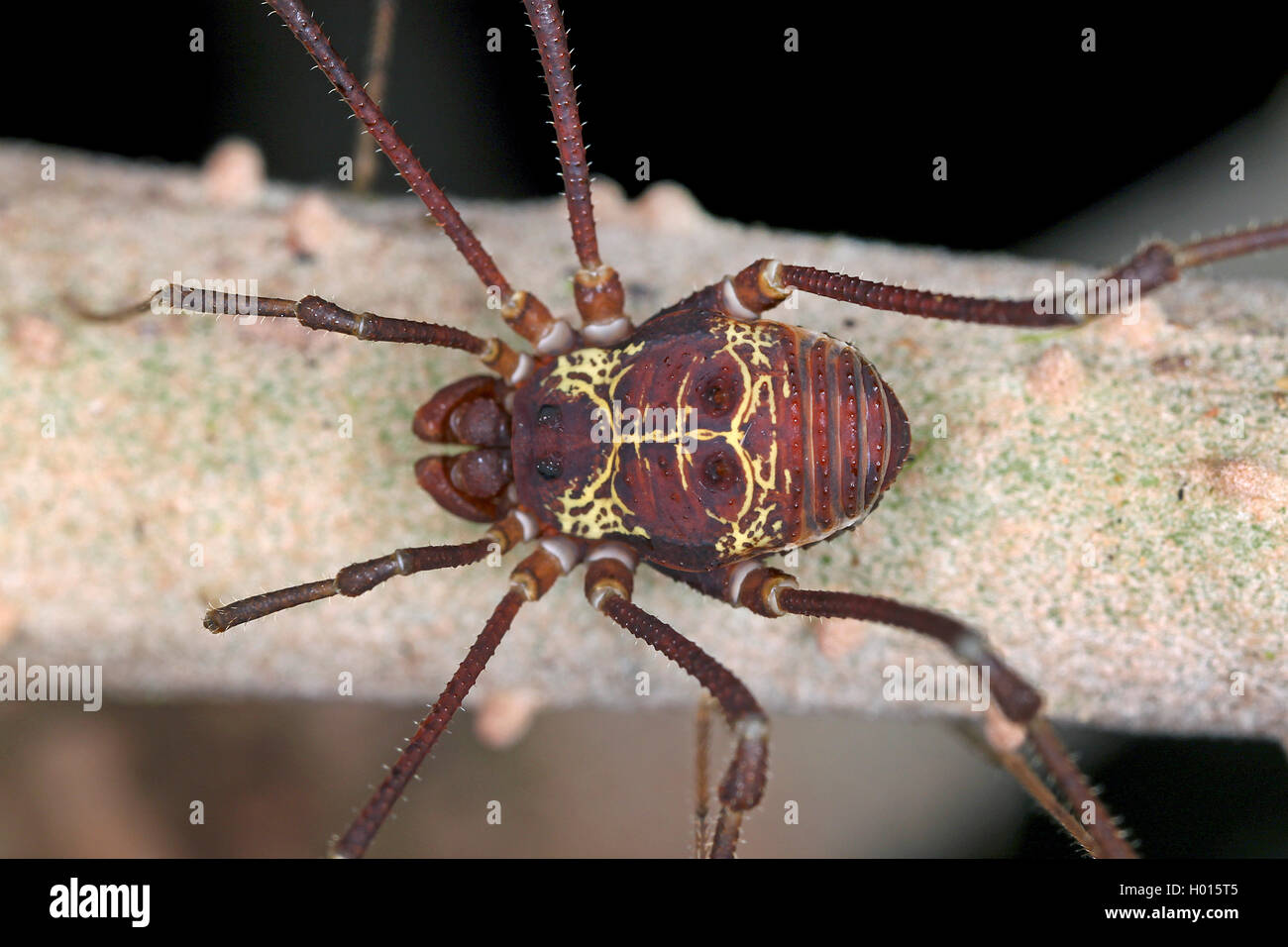 Harvestman (Cosmetidae), tropical harvestman, view from above, Costa ...