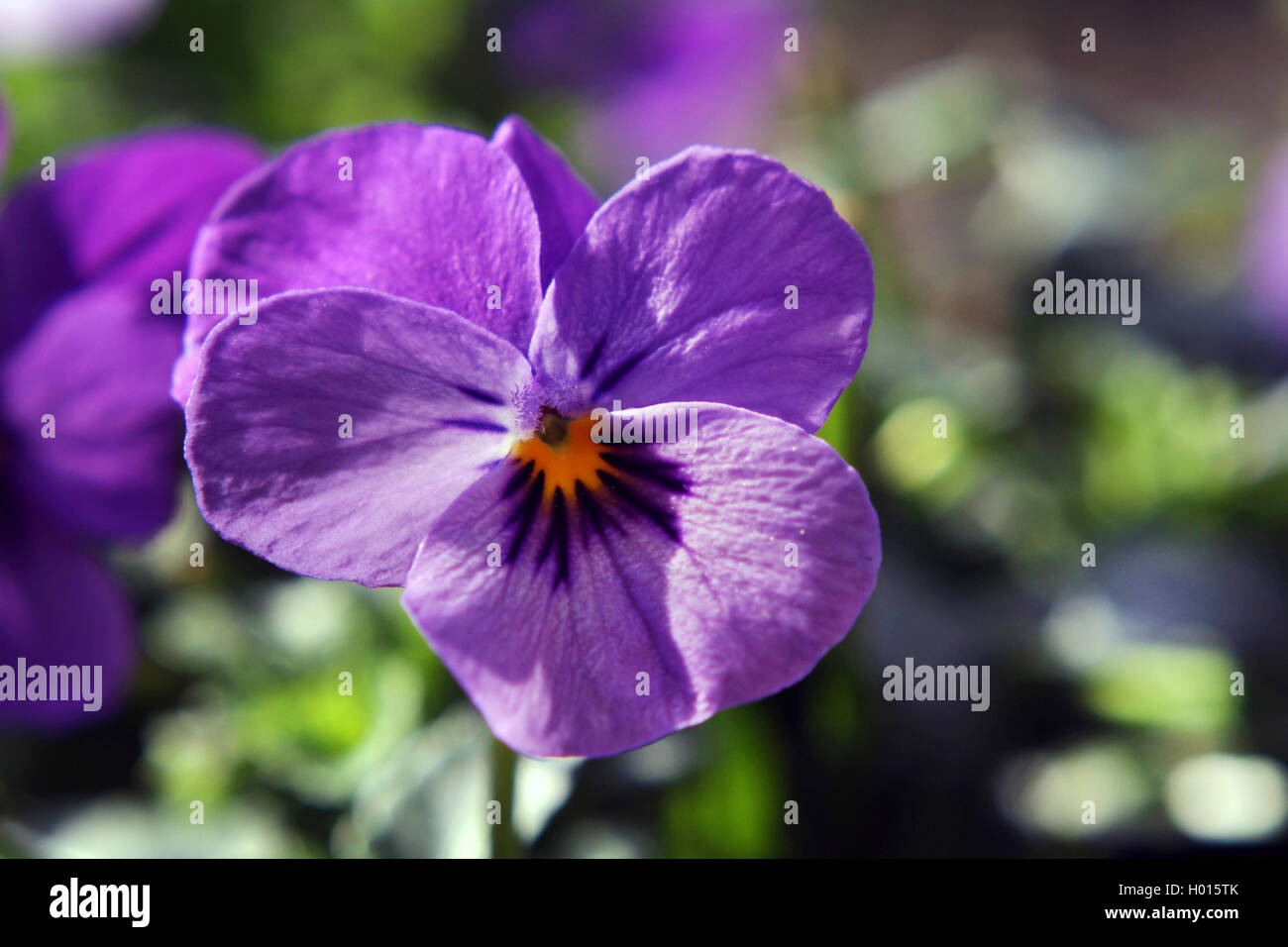 horned pansy, horned violet (Viola cornuta), flower Stock Photo - Alamy