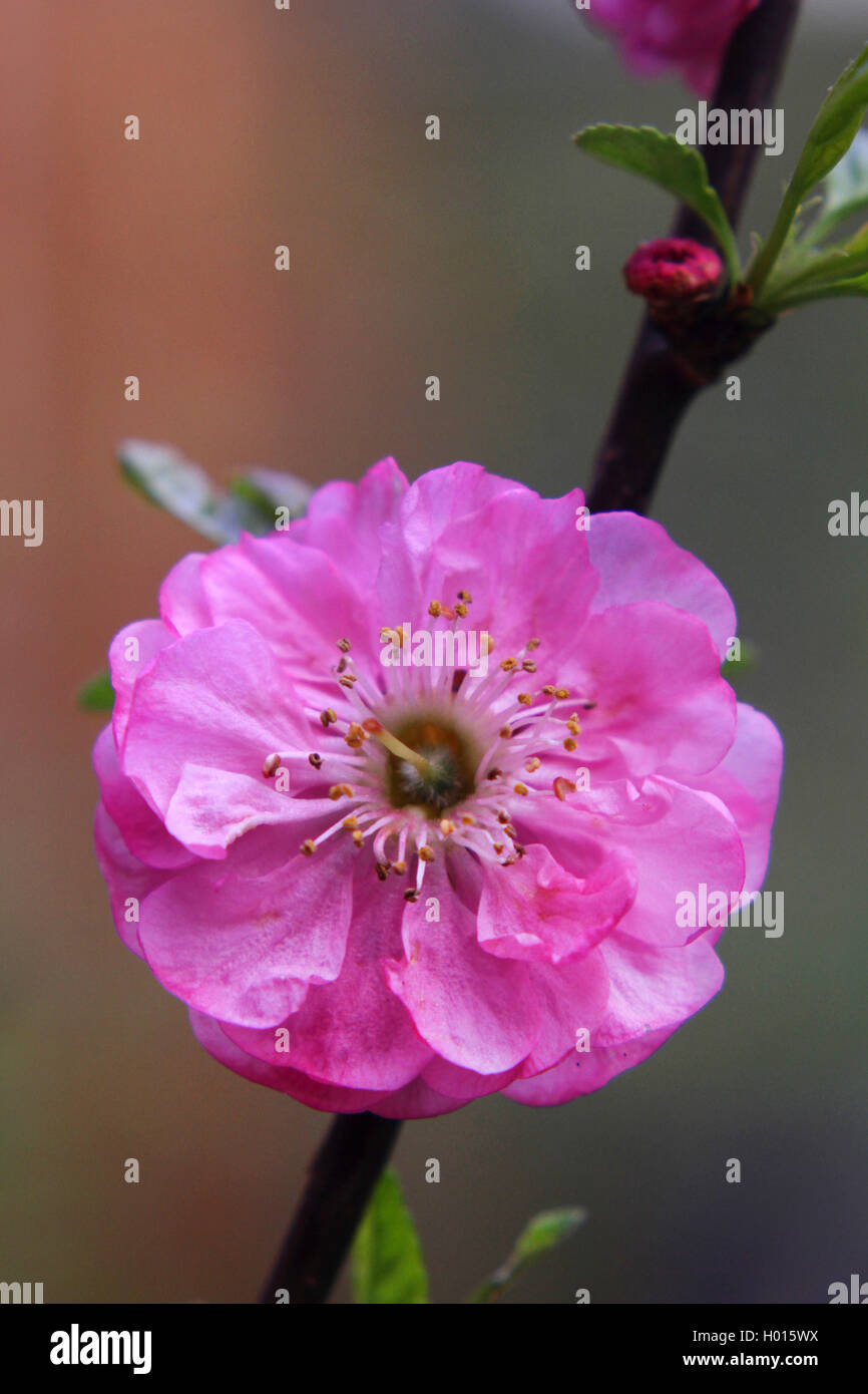 Flowering almond (Prunus triloba), flower Stock Photo - Alamy