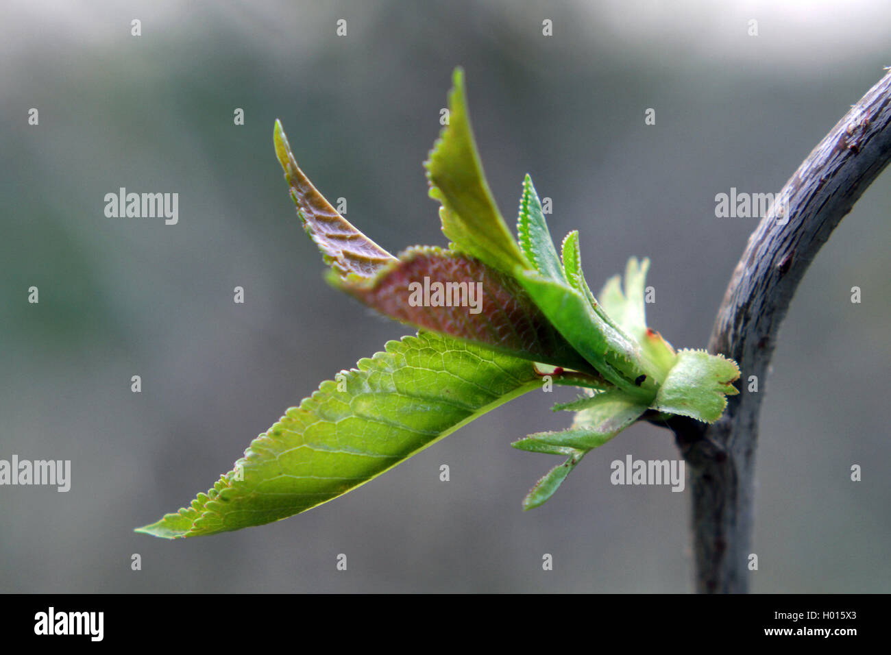 Wild cherry, Sweet cherry, gean, mazzard (Prunus avium), leaf shoots in ...