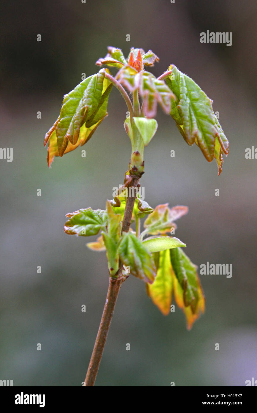 Young plant hi-res stock photography and images - Alamy