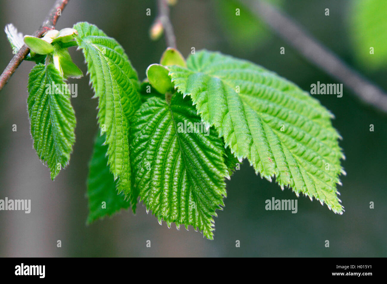 Hazelnut leaves hi-res stock photography and images - Alamy