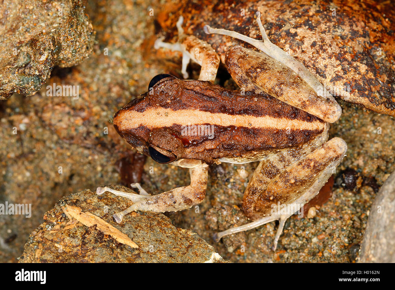 Common rainfrog, Fitzinger's Robber Frog (Craugastor fitzingeri ...