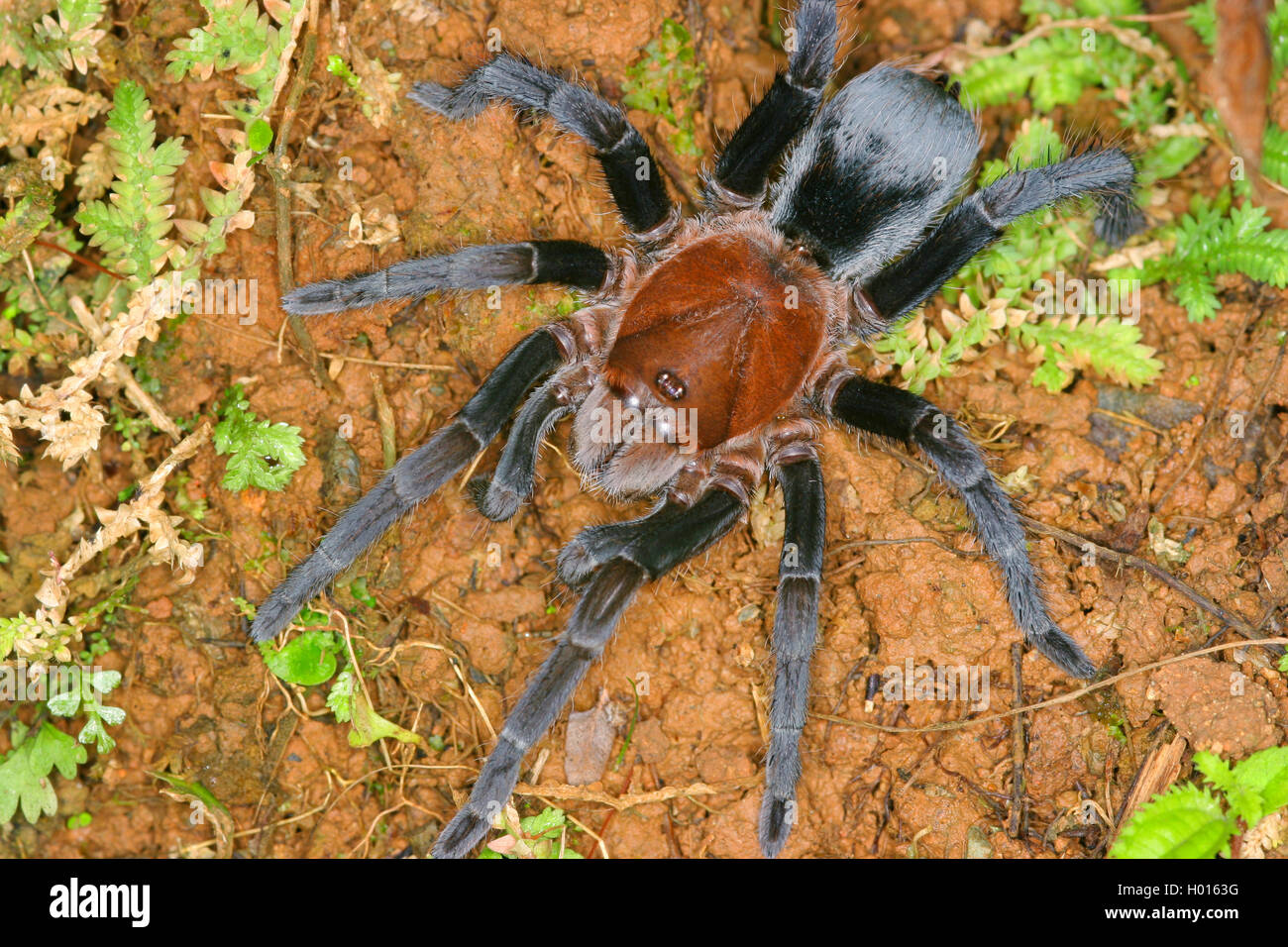 Ground view hi-res stock photography and images - Alamy