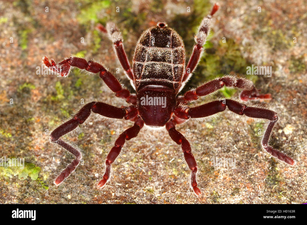 Tickspider hi-res stock photography and images - Alamy