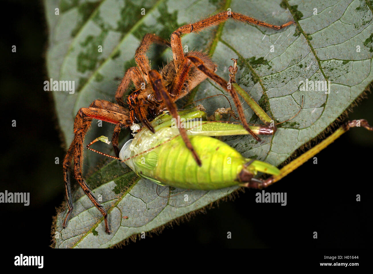 Spider feeding on prey hi-res stock photography and images - Alamy