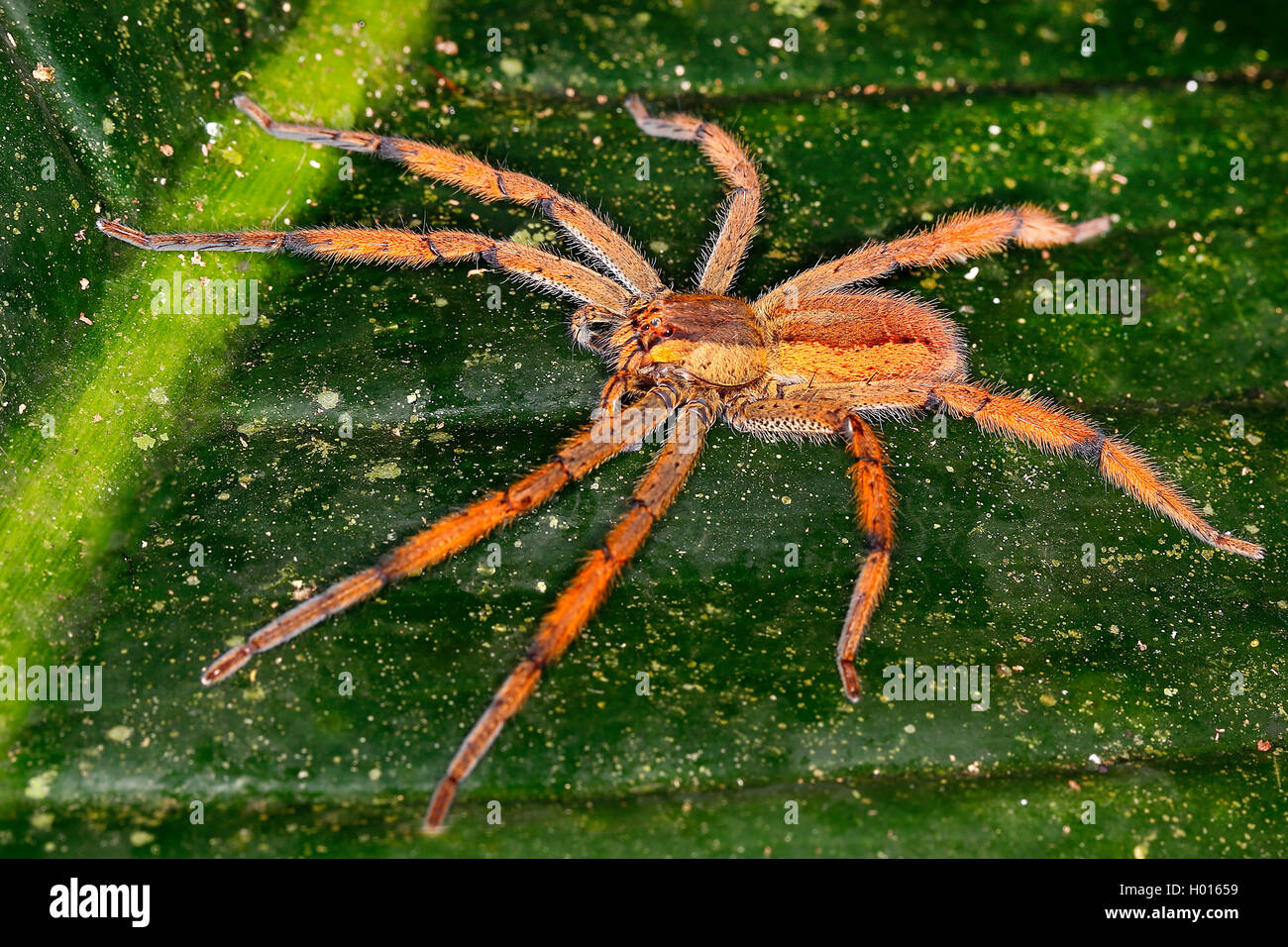 Side view spider hi-res stock photography and images - Alamy