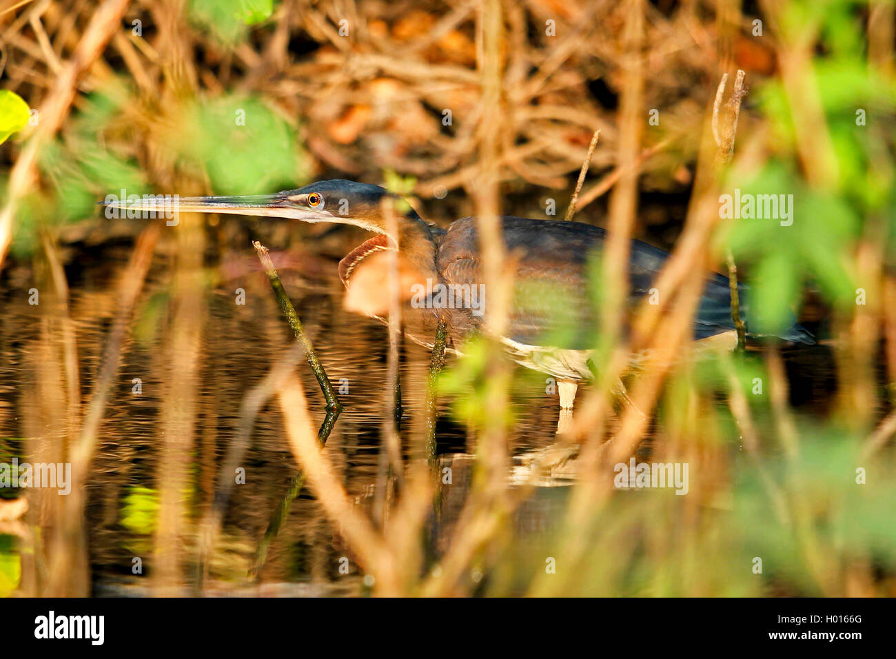 Chestnut-bellied heron, Agami heron (Agamia agami), lurking, Costa Rica ...