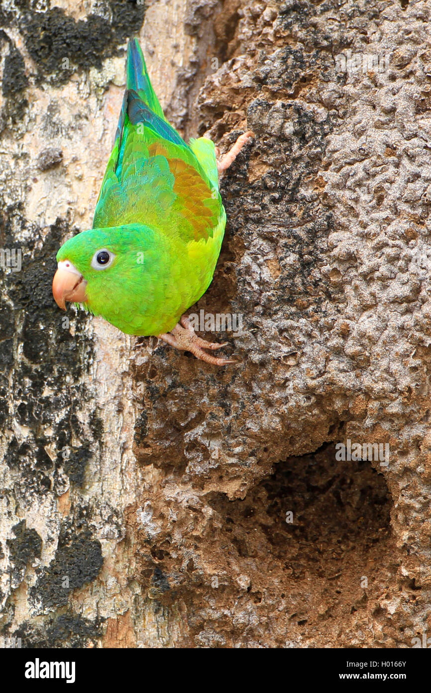 orange-chinned parakeet (Brotogeris jugularis), on a dead tree Stock ...