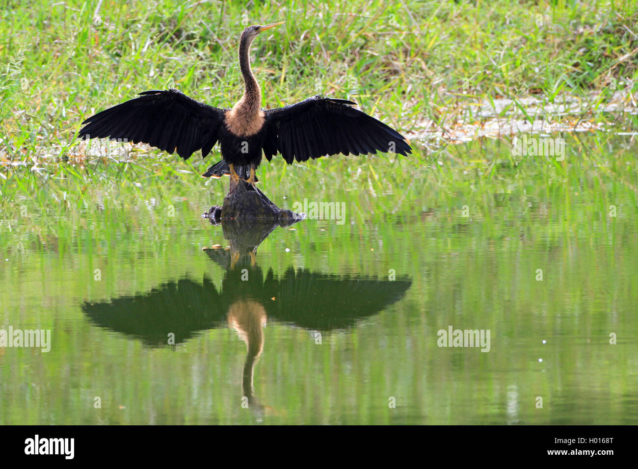 American darter (Anhinga anhinga), dries its wings, Costa Rica Stock ...