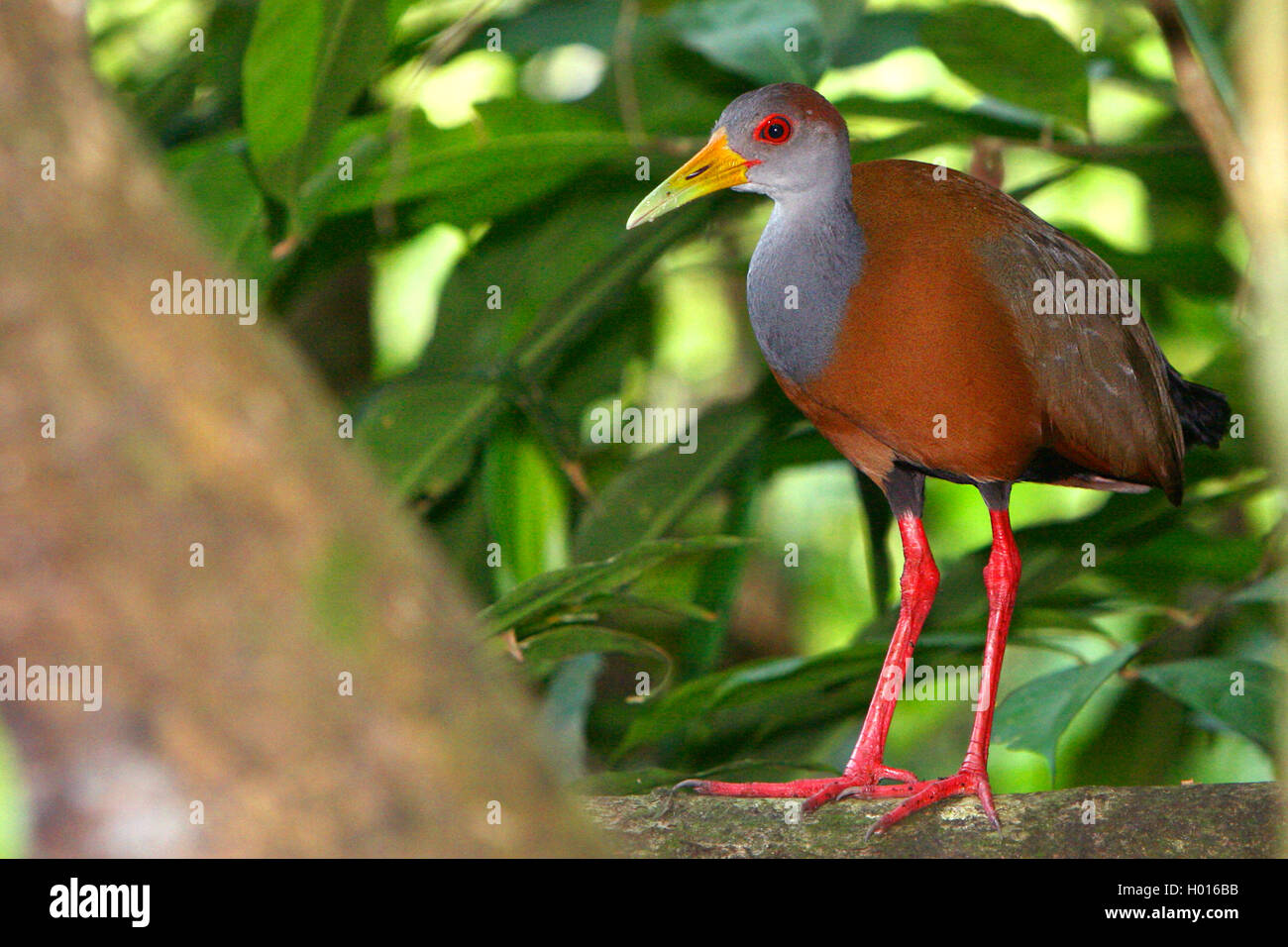 grey-necked wood rail (Aramides cajanea, Eulabeornis cajaneus ...