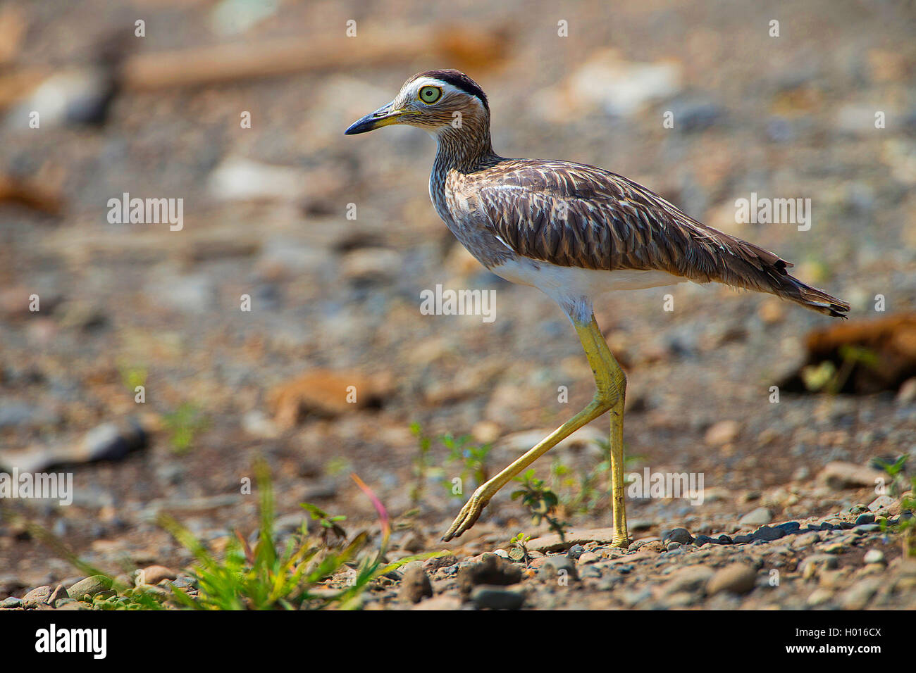 Curlew close up hi-res stock photography and images - Alamy