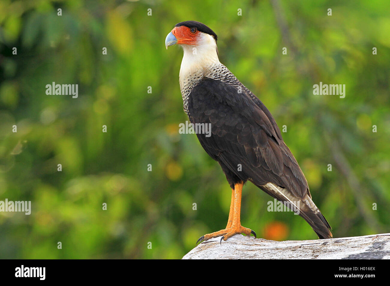 Crested caracaras costa rica hi-res stock photography and images - Alamy