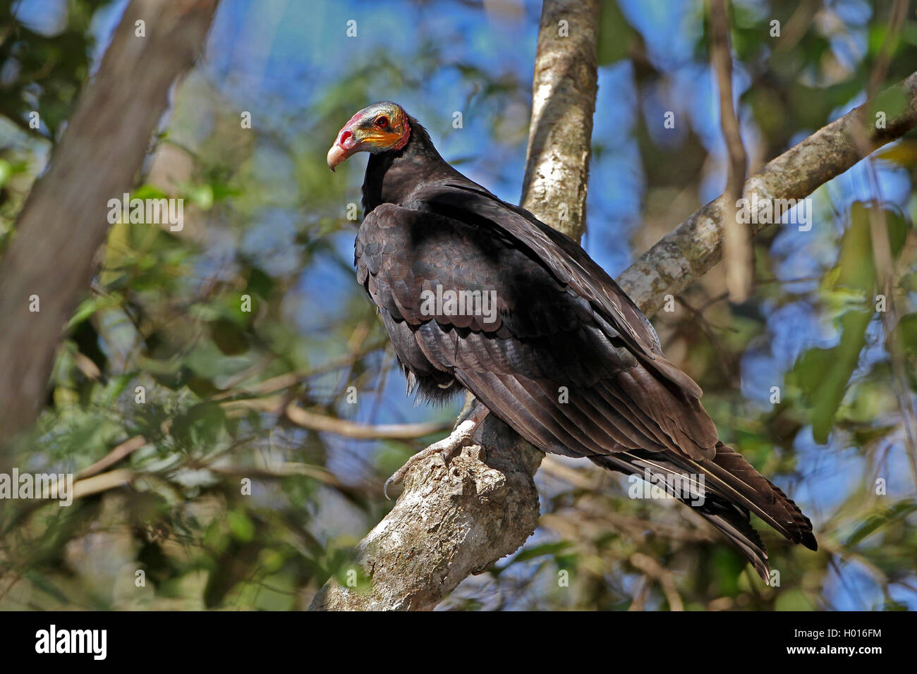 lesser yellow-headed vulture (Cathartes burrovianus), sits on a branch ...