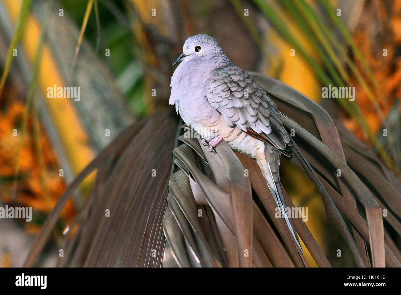 inca dove (Scardafella inca, Columbina inca), sits on a palm frond ...