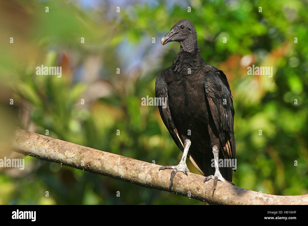 American black vulture (Coragyps atratus), sits on a branch, Costa Rica ...