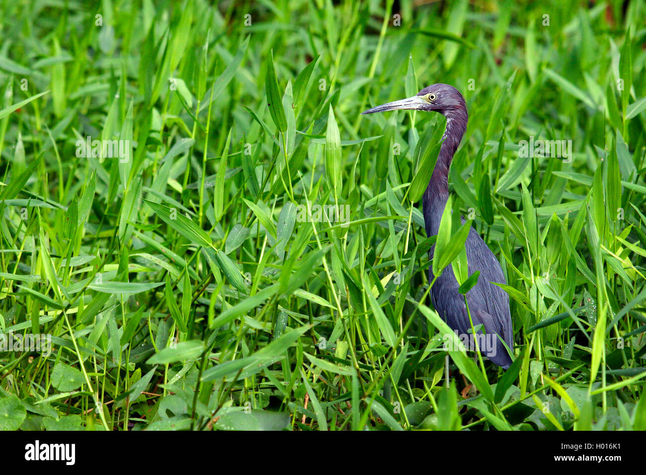 little blue heron (Egretta caerulea), in a marsh meadow, Costa Rica ...
