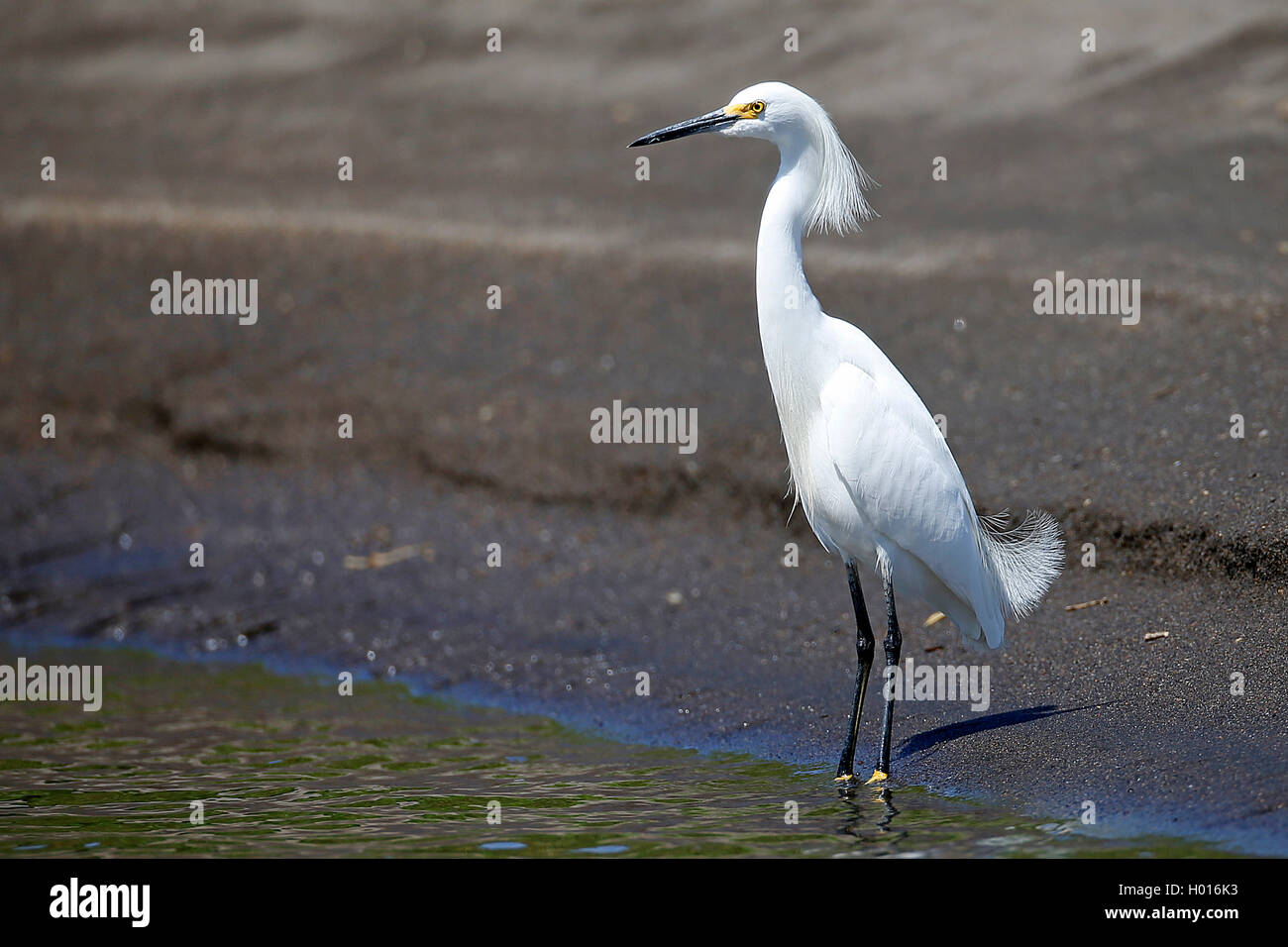 snowy egret (Egretta thula), stands at shore, Costa Rica Stock Photo ...