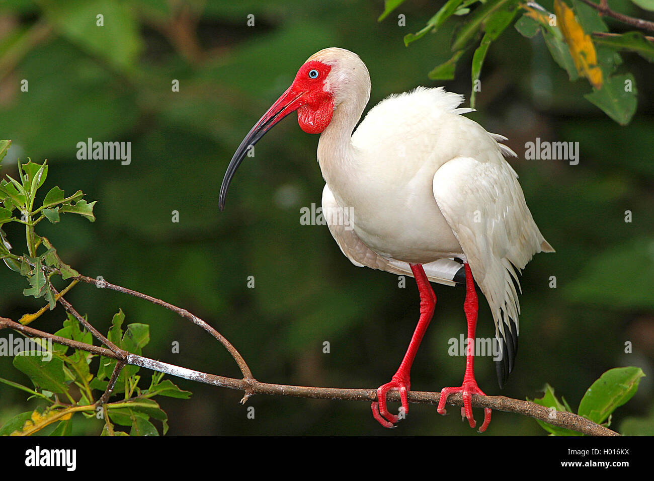 white ibis (Eudocimus albus), sits on a branch, Costa Rica Stock Photo ...