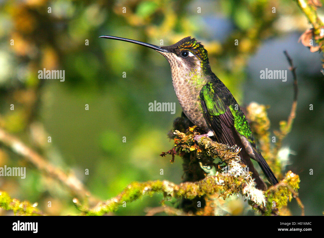 rivoli's hummingbird (Eugenes fulgens), female sits on a branch, Costa ...