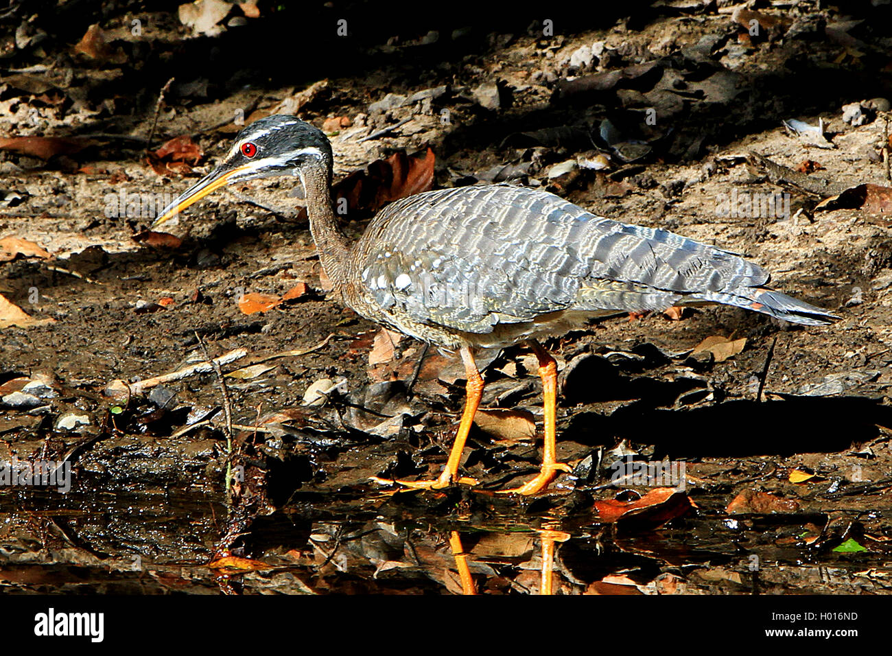 sun-bittern, sunbittern (Eurypyga helias), on shore, Costa Rica Stock ...