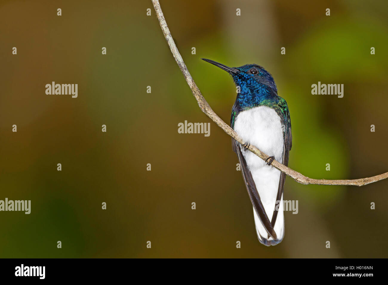 Jacobin bird hi-res stock photography and images - Alamy