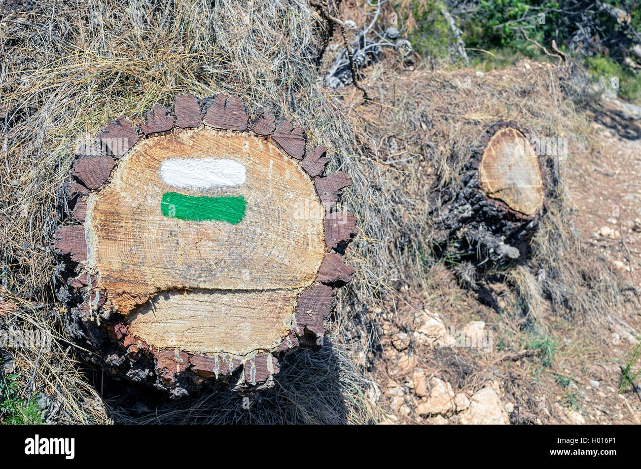 Hiking through the forest. Mark in the trunk of a pine tree, to ...