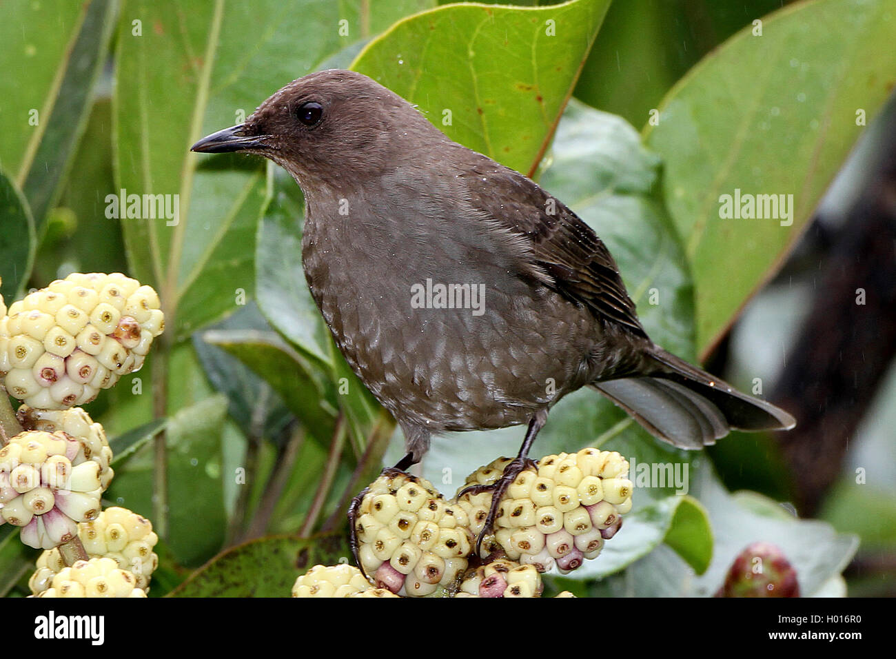 Slaty bunting hi-res stock photography and images - Alamy