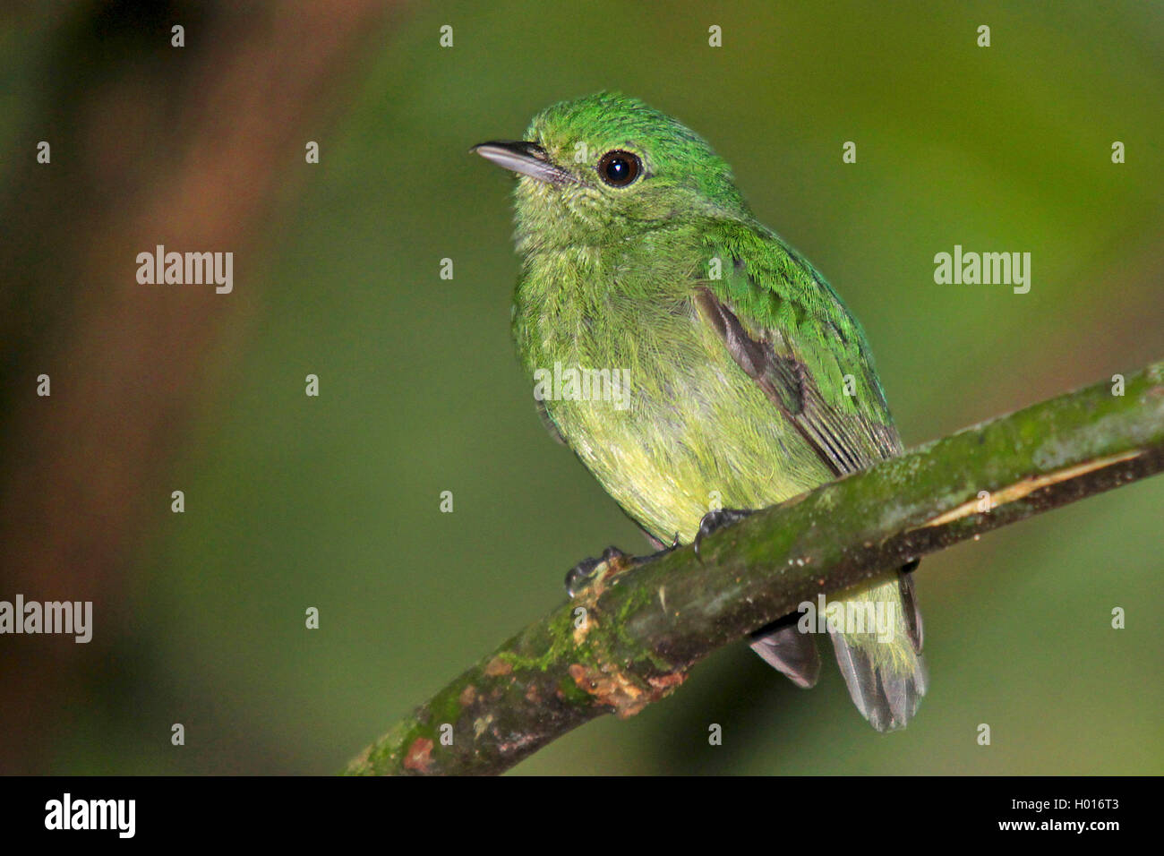 Blue-crowned manakin (Lepidothrix coronata), female sits on a branch ...