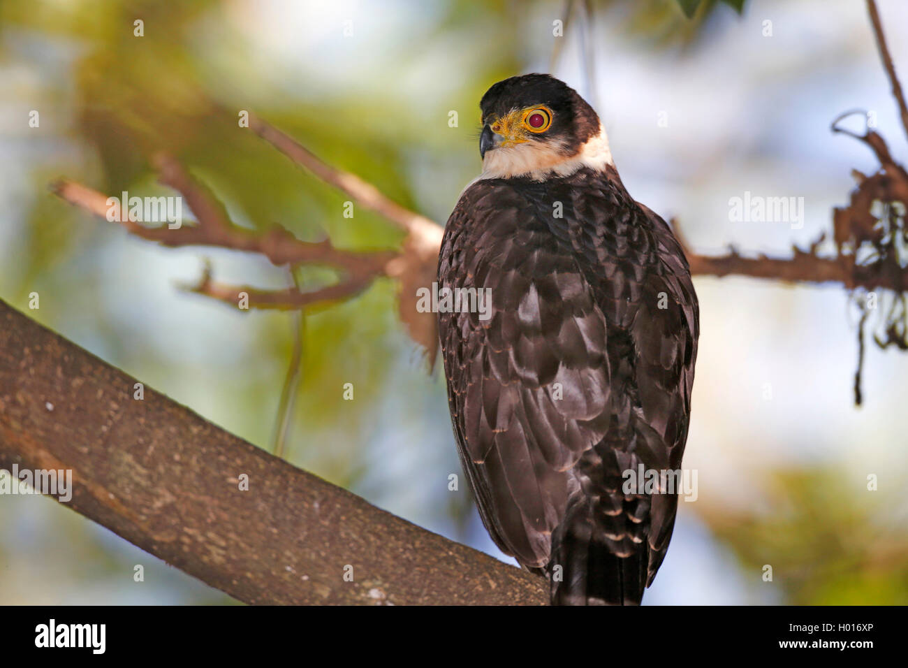 Tropical falcon hi-res stock photography and images - Alamy