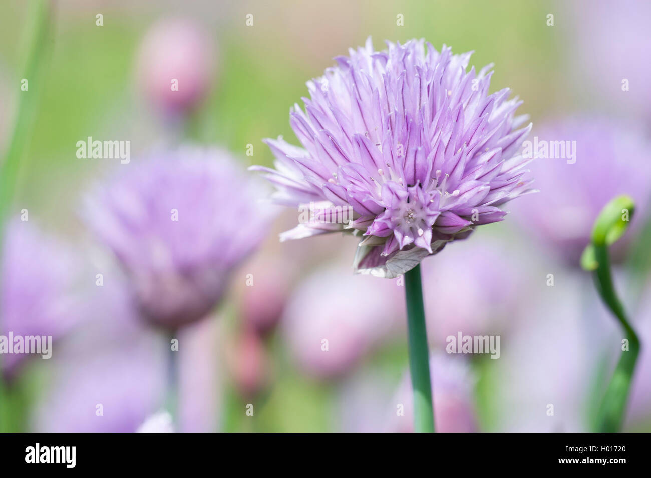 chives, sand leek (Allium schoenoprasum), blooming, Germany Stock Photo ...