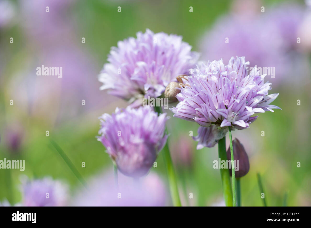 chives, sand leek (Allium schoenoprasum), blooming, Germany Stock Photo ...