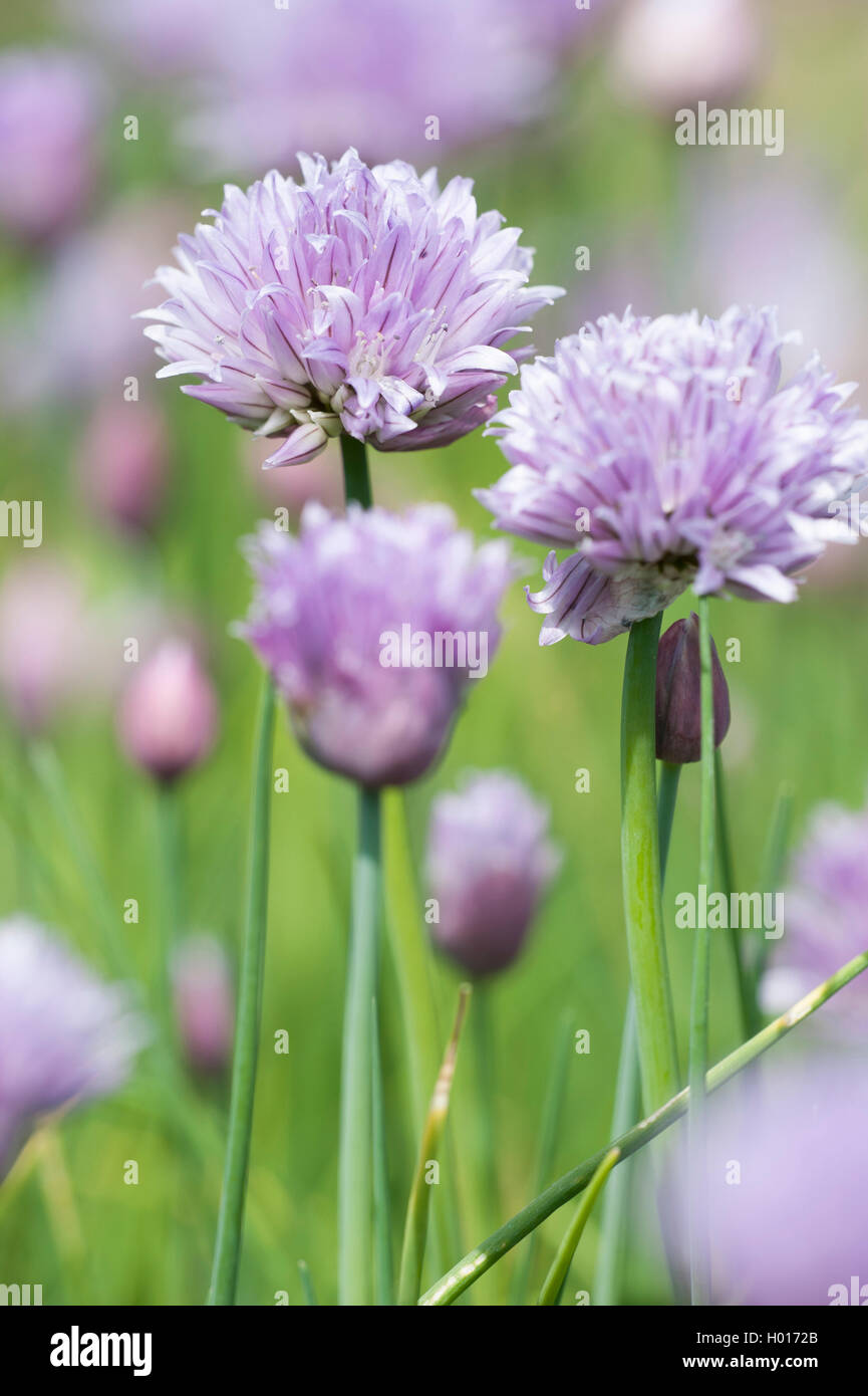 chives, sand leek (Allium schoenoprasum), blooming, Germany Stock Photo ...