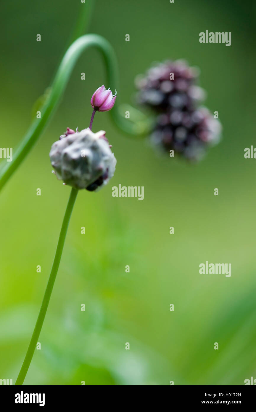 field garlic, crow garlic, wild onion (Allium vineale), single flower ...