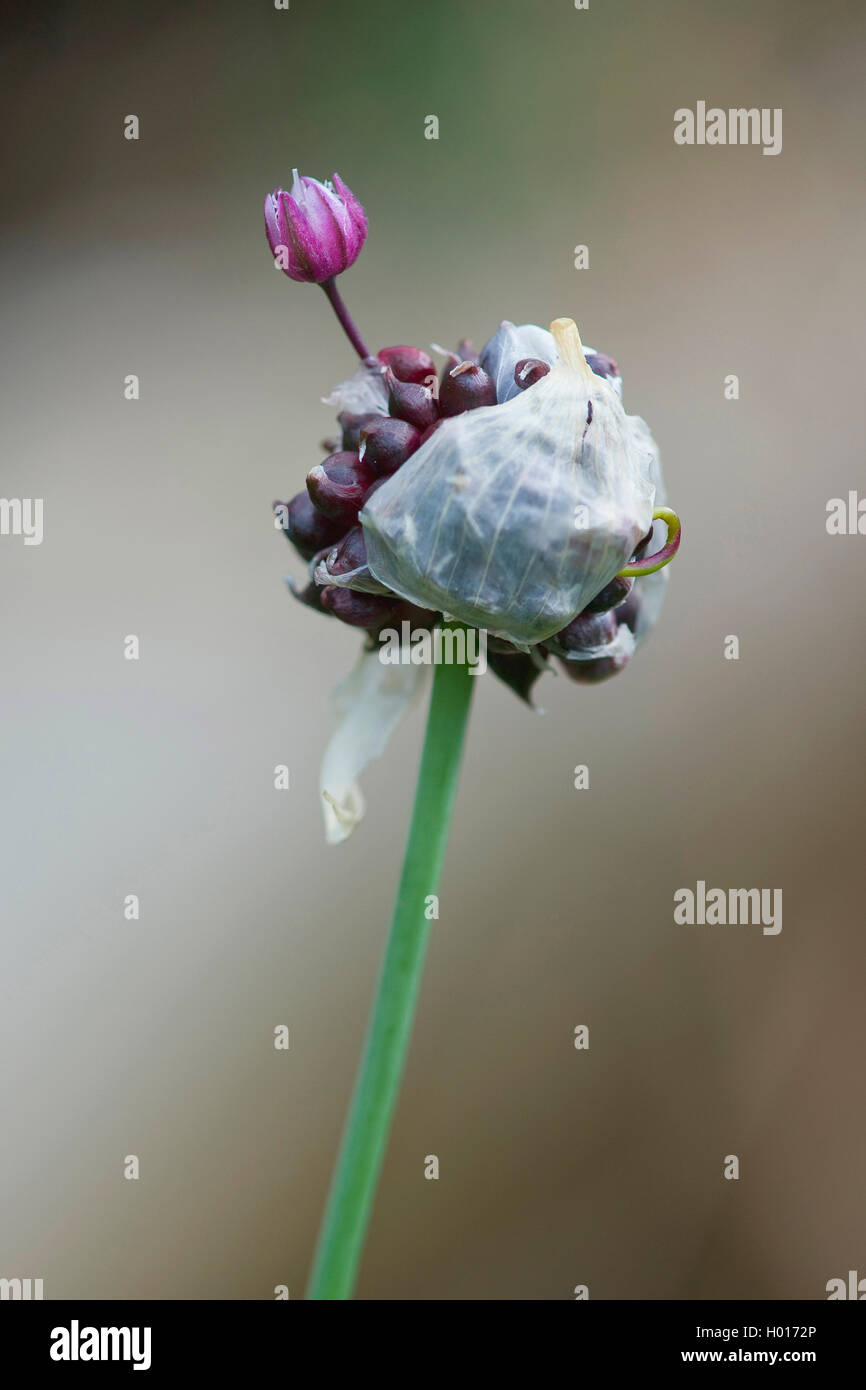 Wild garlic bulblets hi-res stock photography and images - Alamy
