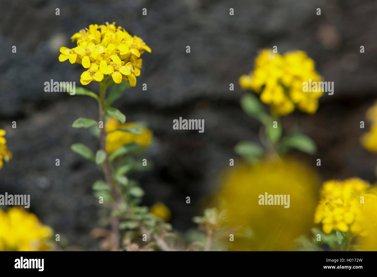 Alpine alison, Alpine alyssum (Alyssum alpestre), blooming Stock Photo ...