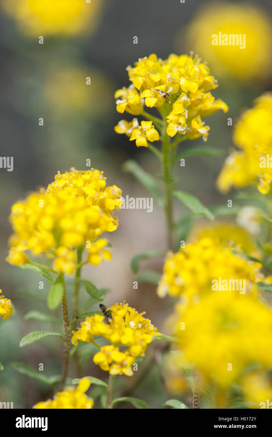 Alpine alison, Alpine alyssum (Alyssum alpestre), blooming Stock Photo ...