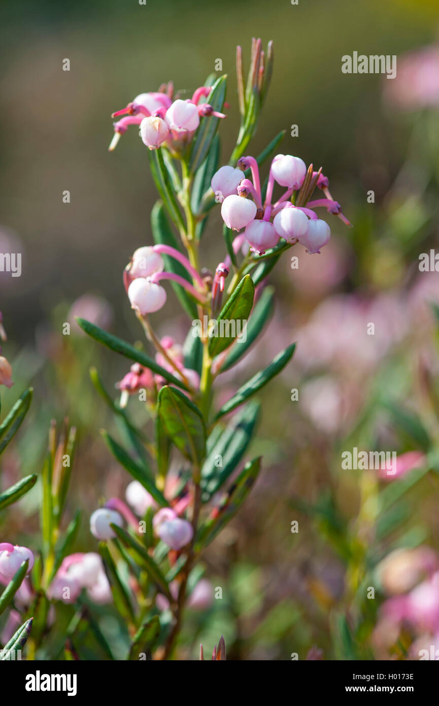 bog rosemary (Andromeda polifolia), blooming, Germany Stock Photo - Alamy