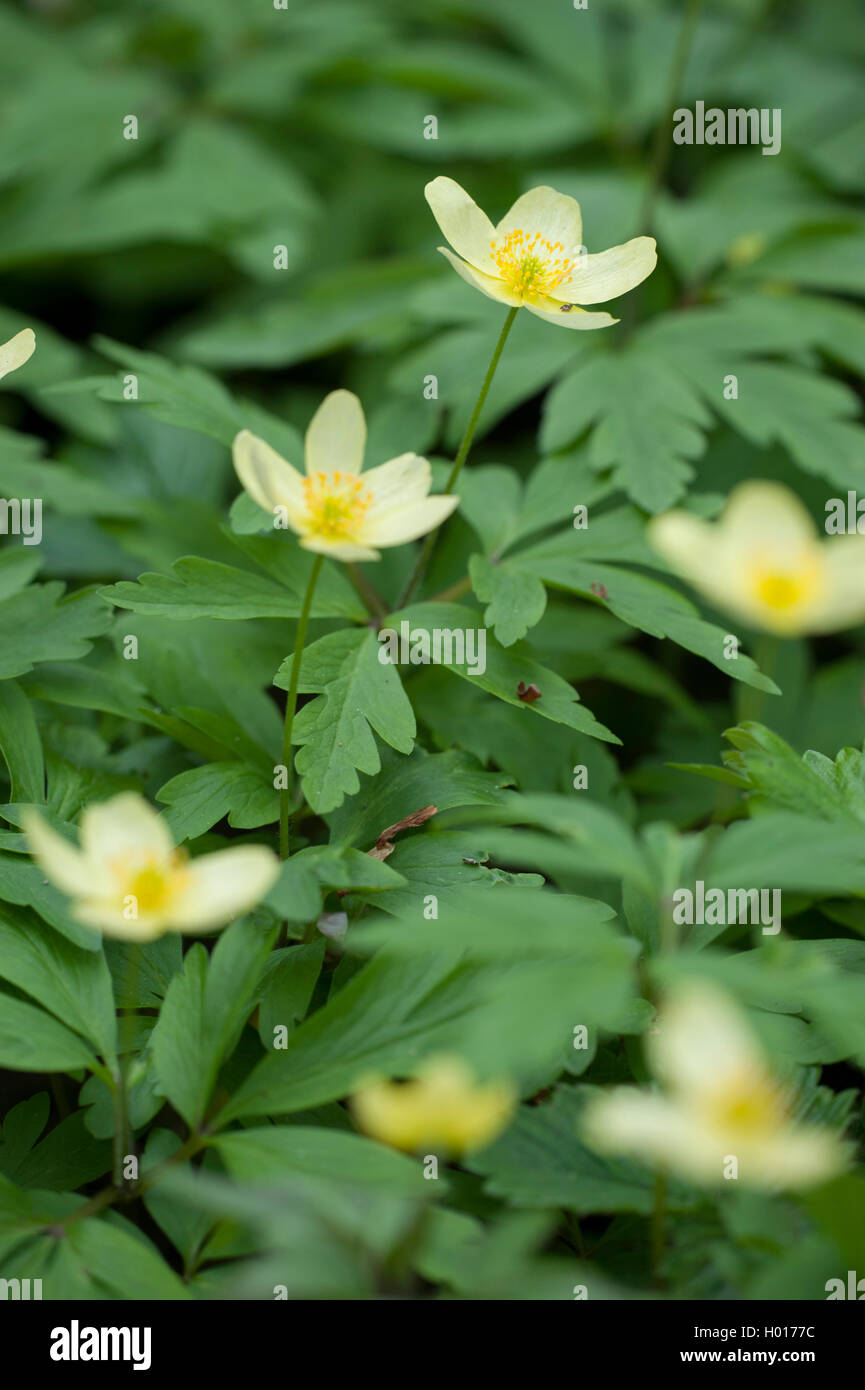 Bastard Snowdrop Anemones (Anemone x lipsiensis, Anemone lipsiensis ...
