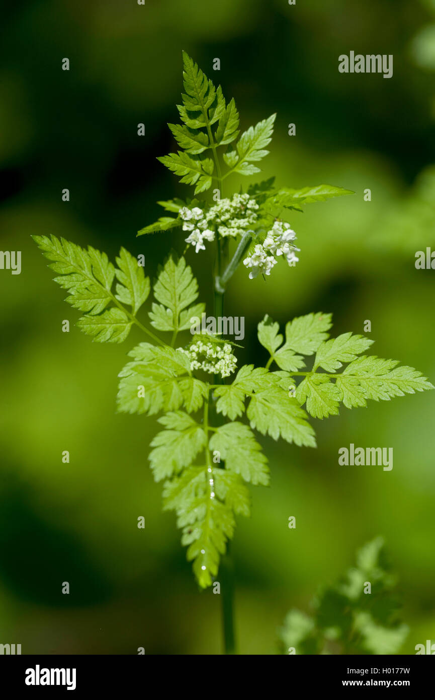 Chervil plant hi-res stock photography and images - Alamy